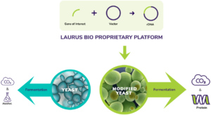 Laurus Bio | Enabling precision fermentation and synthetic biology