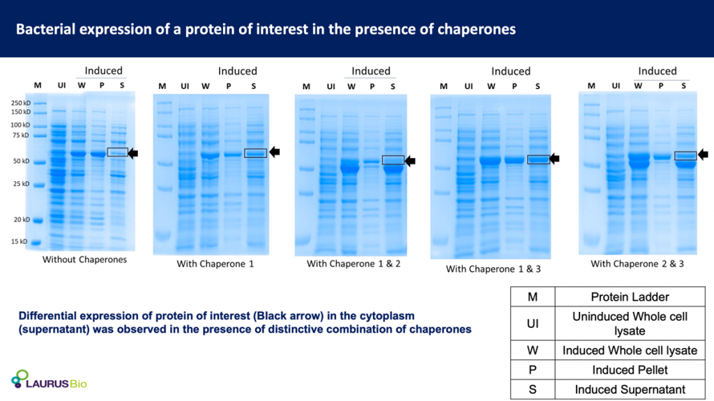 Laurus Bio Toolkits | Proprietary platforms for optimized recombinant ...
