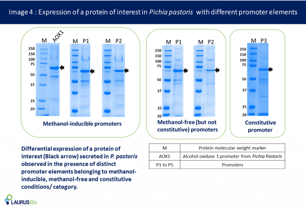 Laurus Bio Toolkits | Proprietary platforms for optimized recombinant ...